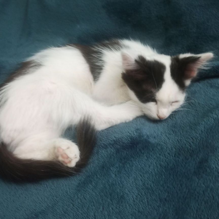 Отдам в добрые руки котят