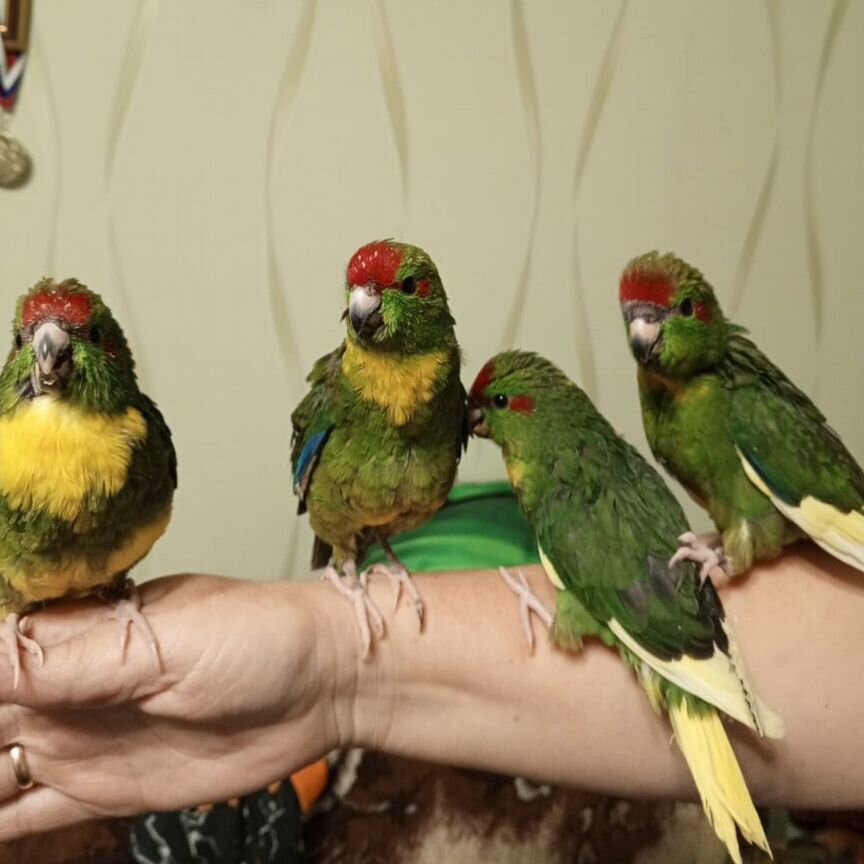 Попугай какарик (новозеландский прыгающий )