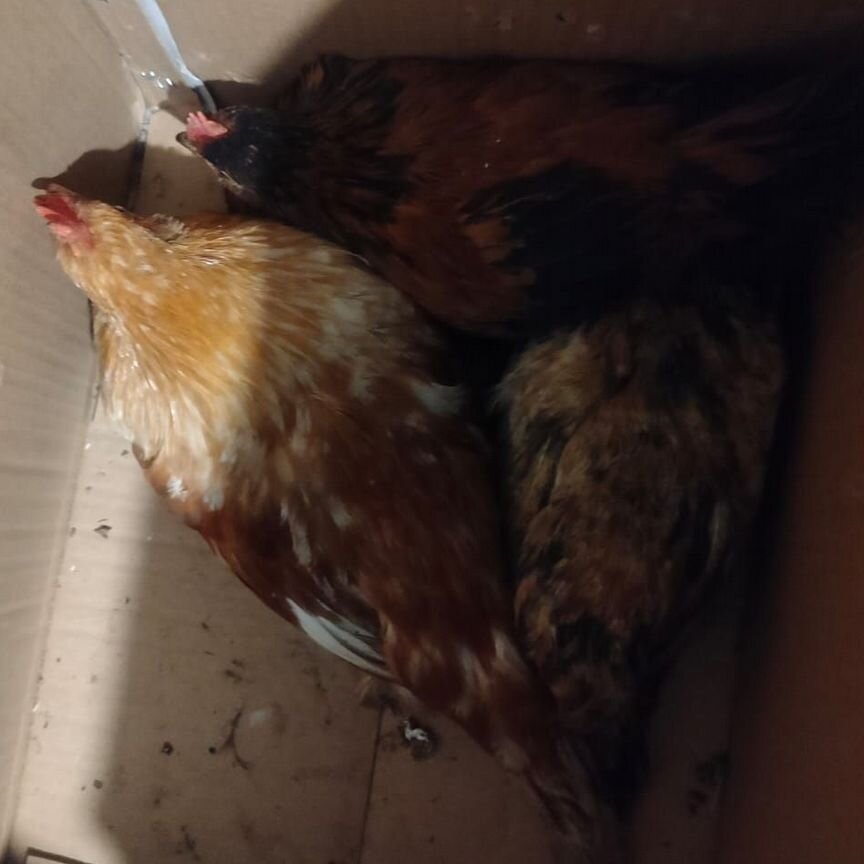 Молодые петушки