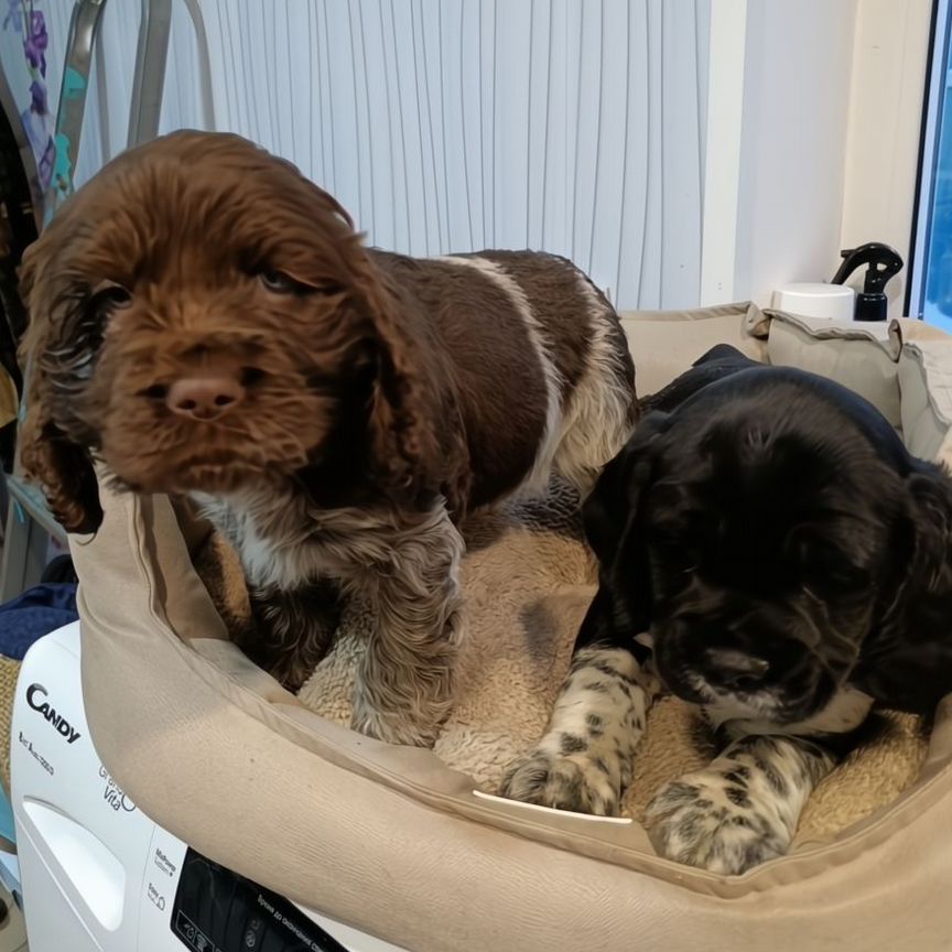 Американский кокер-спаниель, щенок