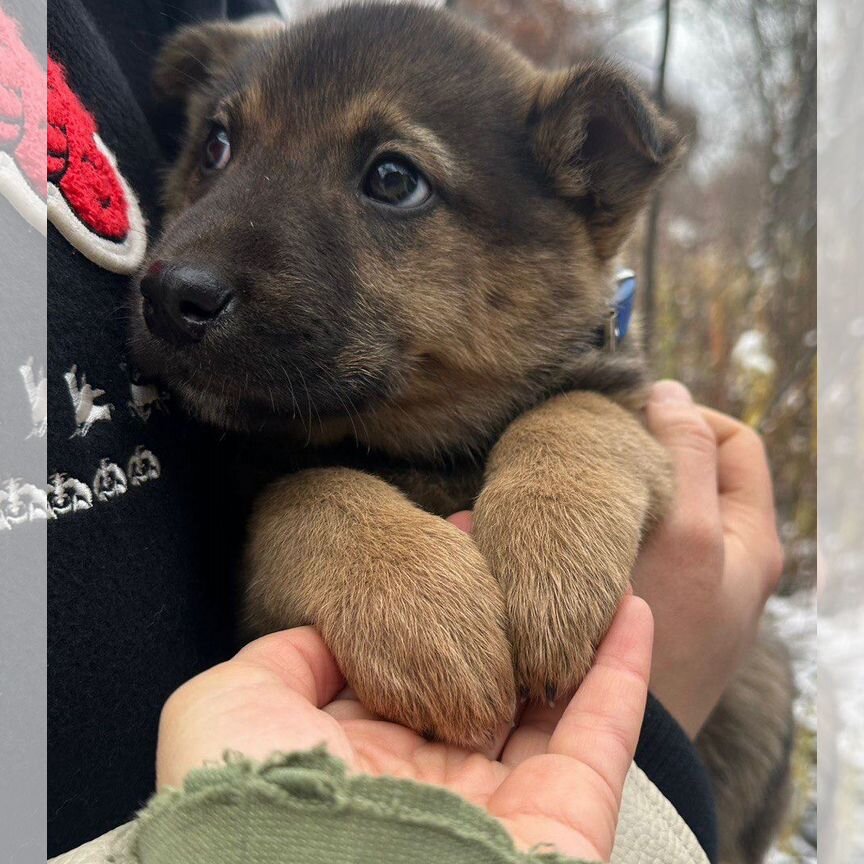 Щенки очень сильно мерзнут