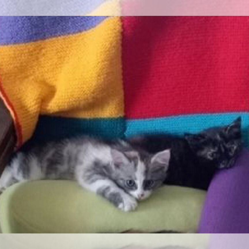 Котёнок в добрые руки