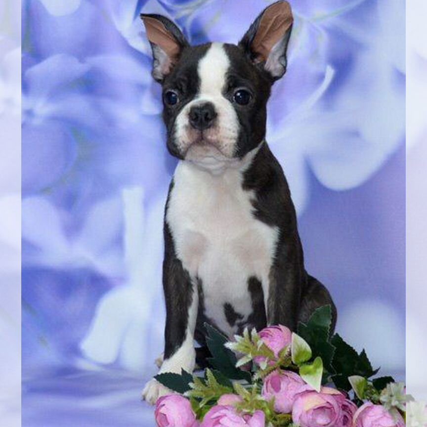 Мальчик бостон терьер