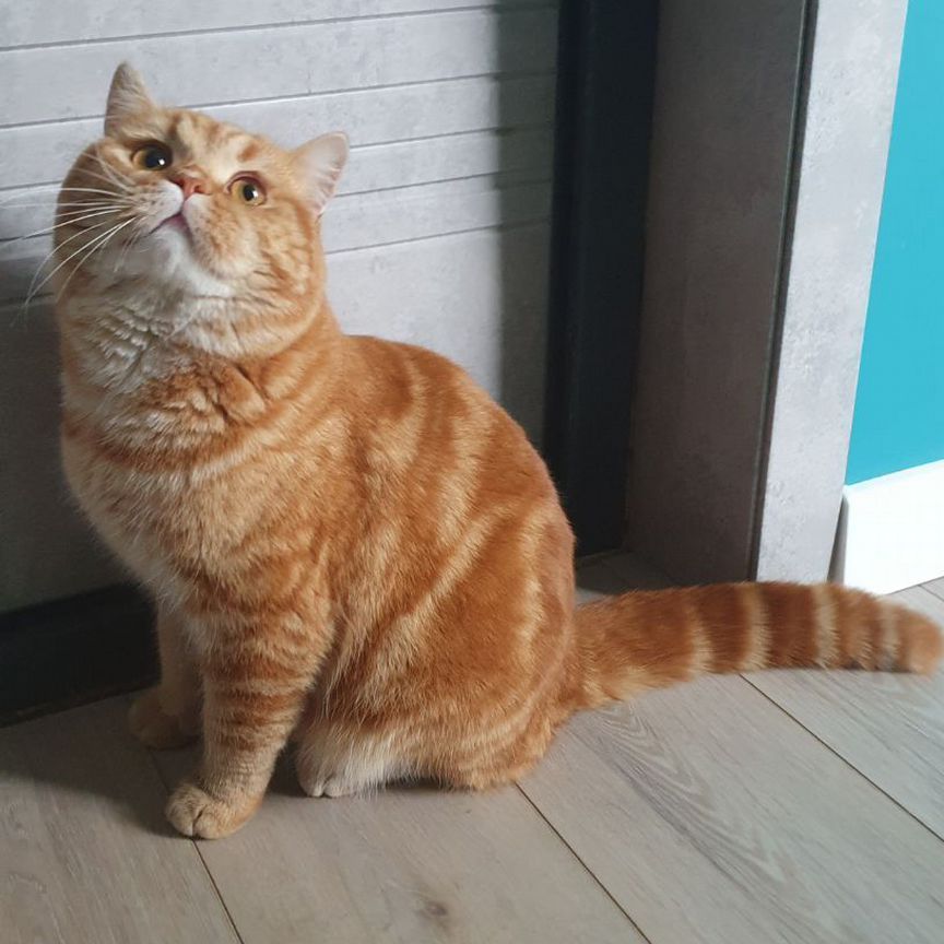 Шотландский прямоухий короткошёрстный кот, вязка