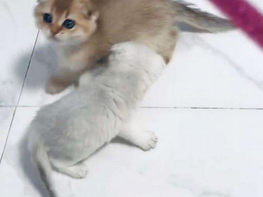 Котята