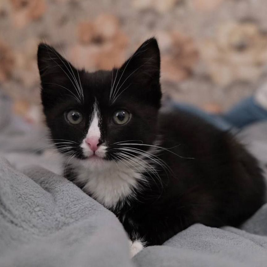 Котик 3 месяца черный игривый