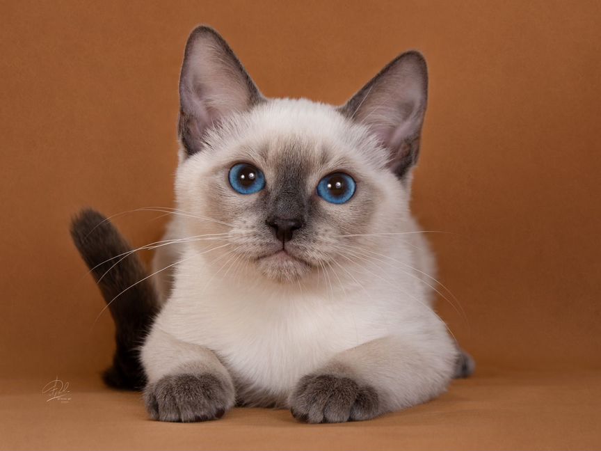 Тайский котенок