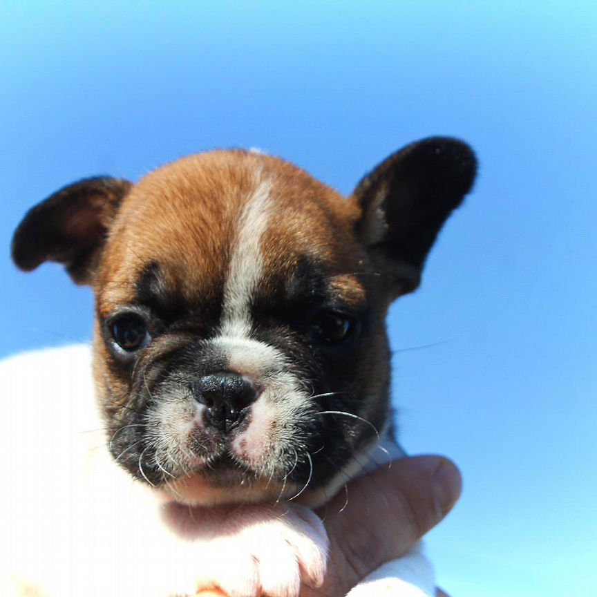 Французский бульдог щенки Гуффи и Герда