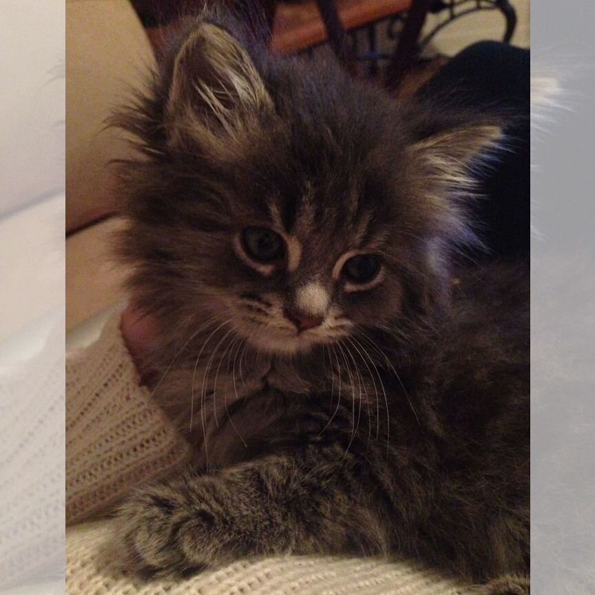 Котёнок в добрые руки