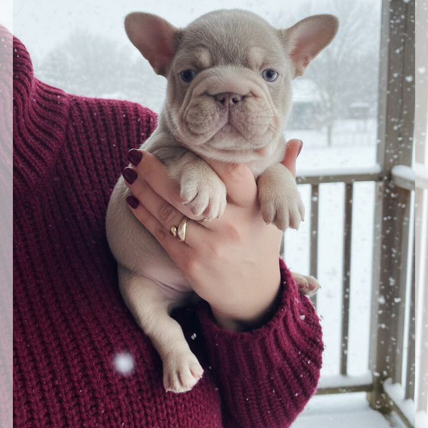 Французский бульдог, щенок