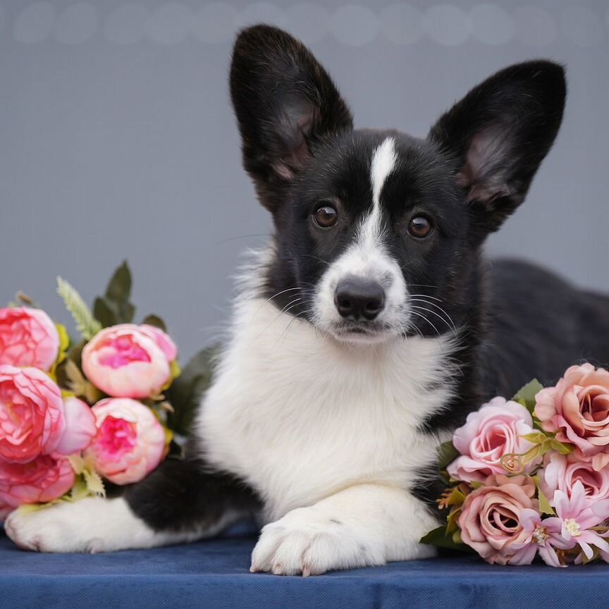 Вельш корги кардиган девочка