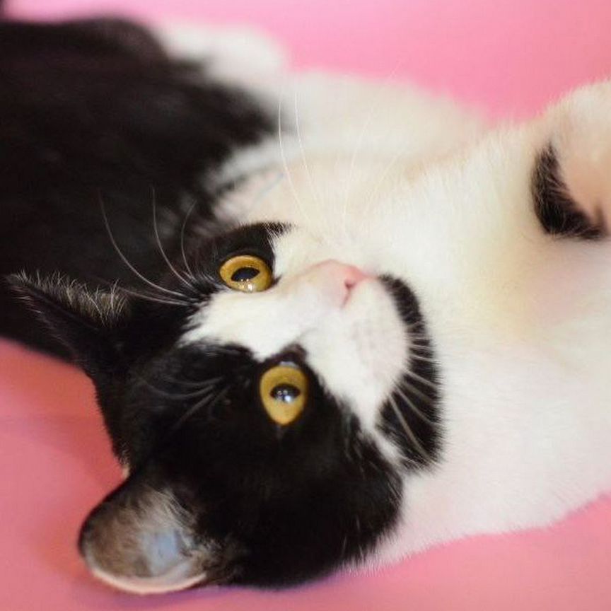 Взрослая кошка в добрые руки