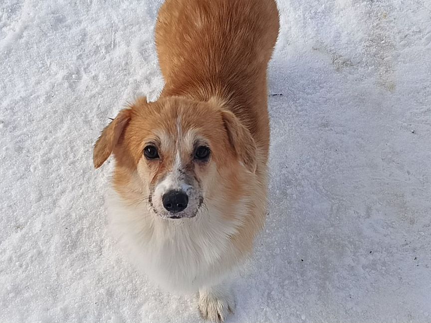 Вельшкорги девочка