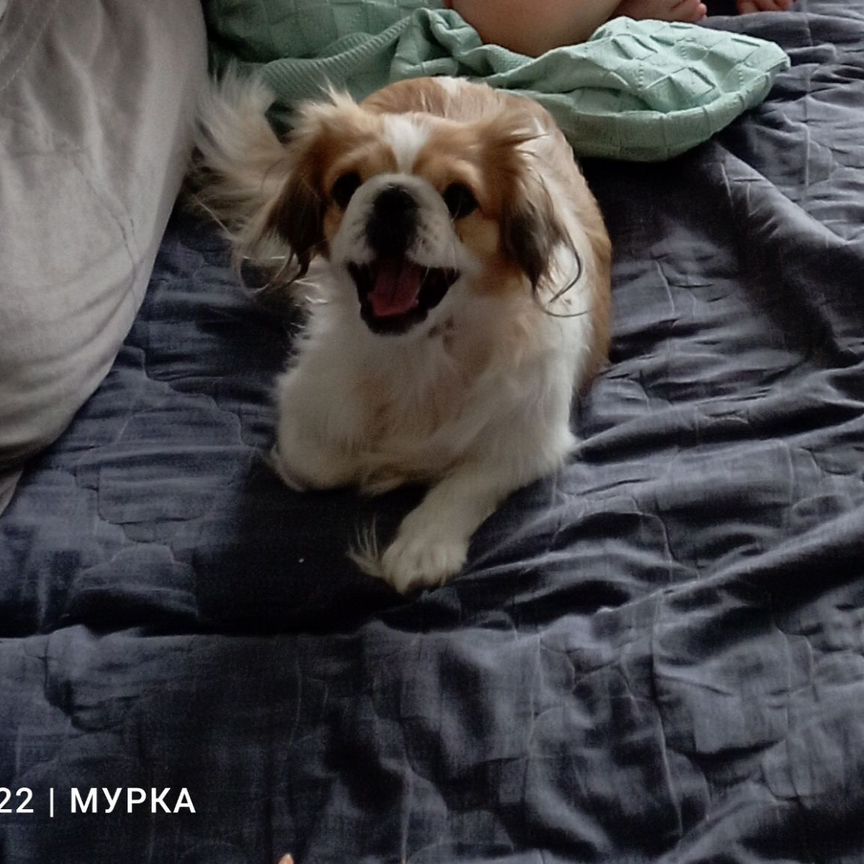 Собака в добрые руки