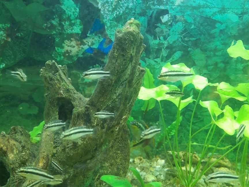 Аквариумные рыбки