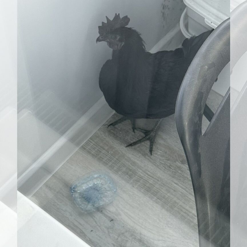 Петух отдам в хорошие руки