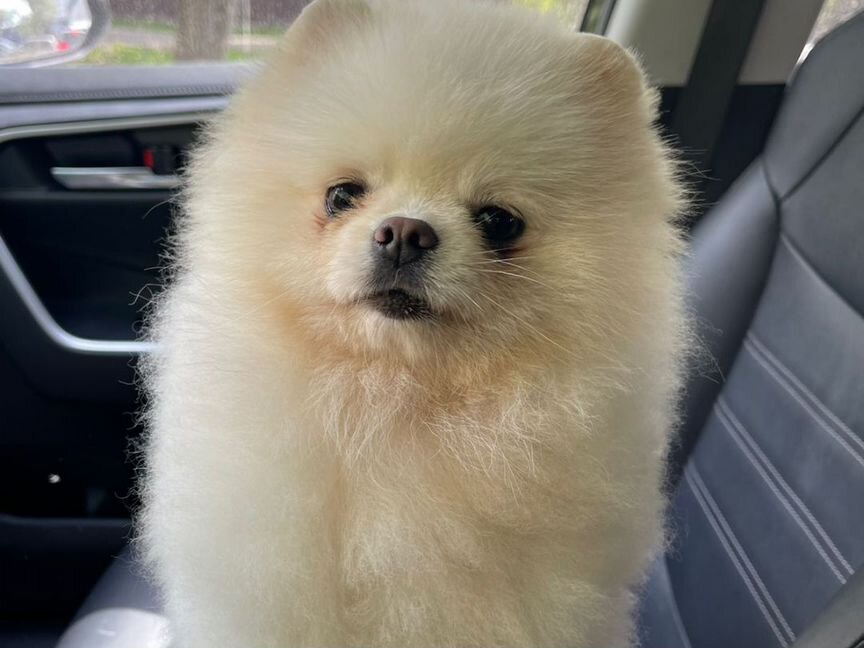 Померанский шпиц мини белый