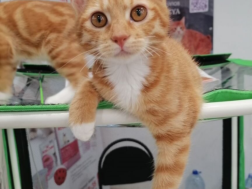 Котята породы Курильский бобтейл Калуга