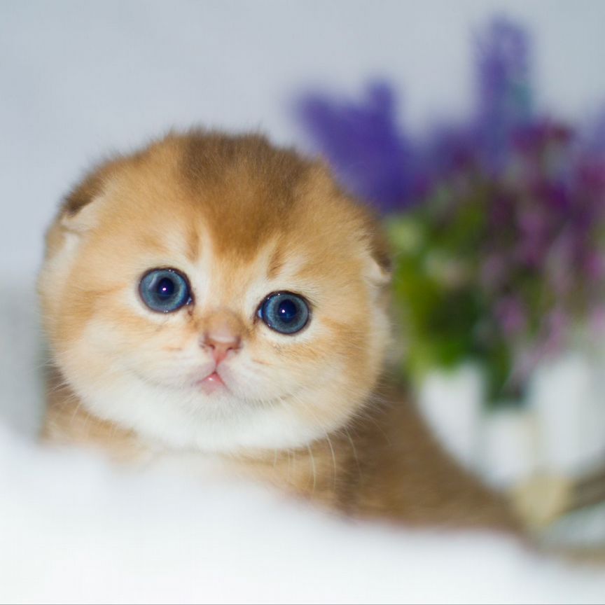 Шикарный мальчик Scottish-fold ny11