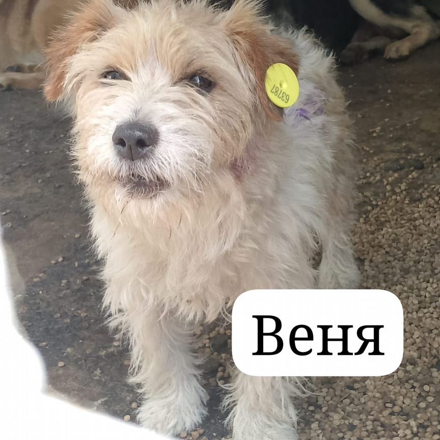 Отдам в добрые руки