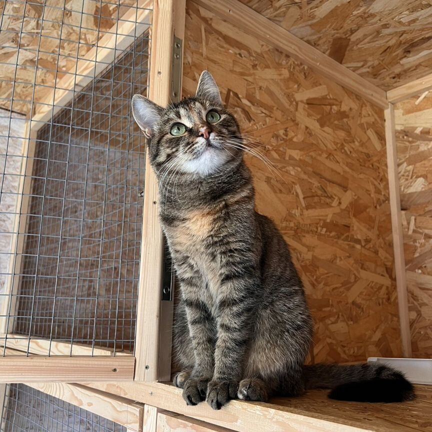 Котенок с сердечком на носу