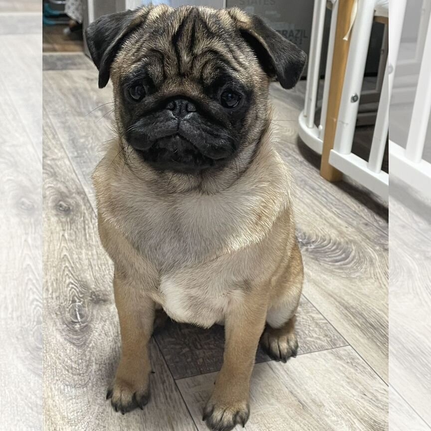 Мопс, щенок