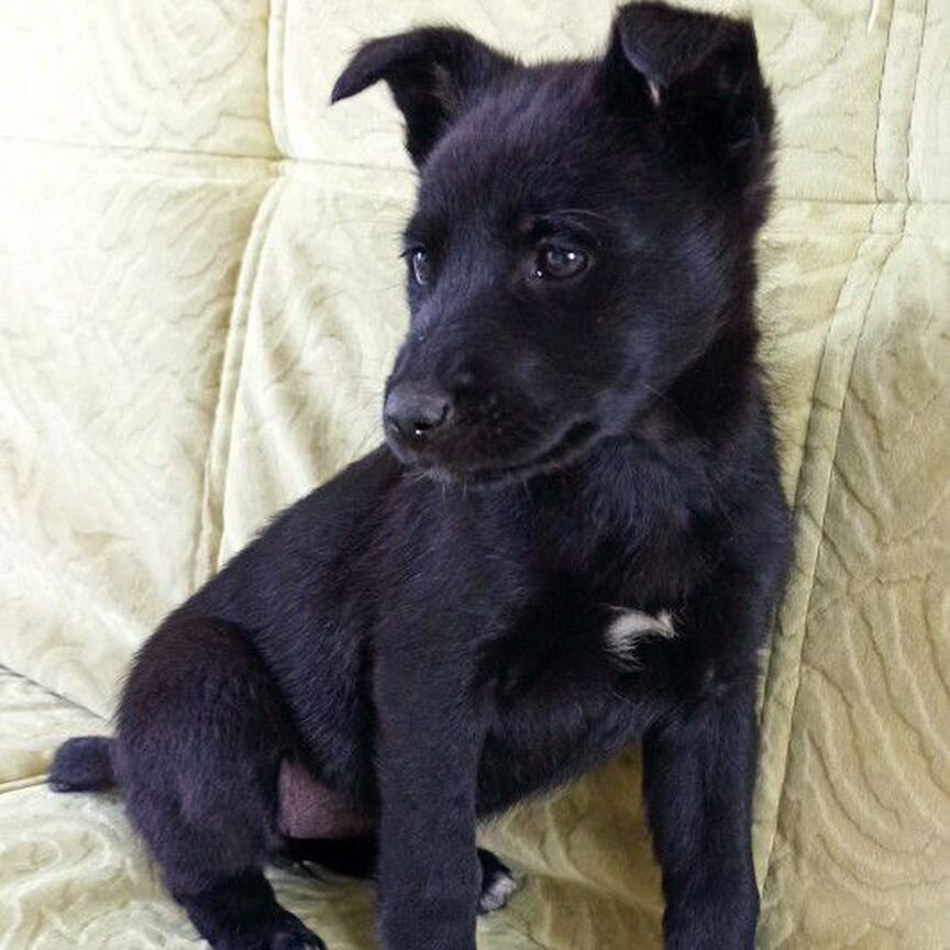 Щенок маленькой собачки