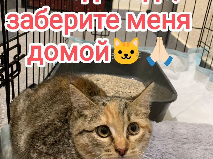 Котенок из подьезда