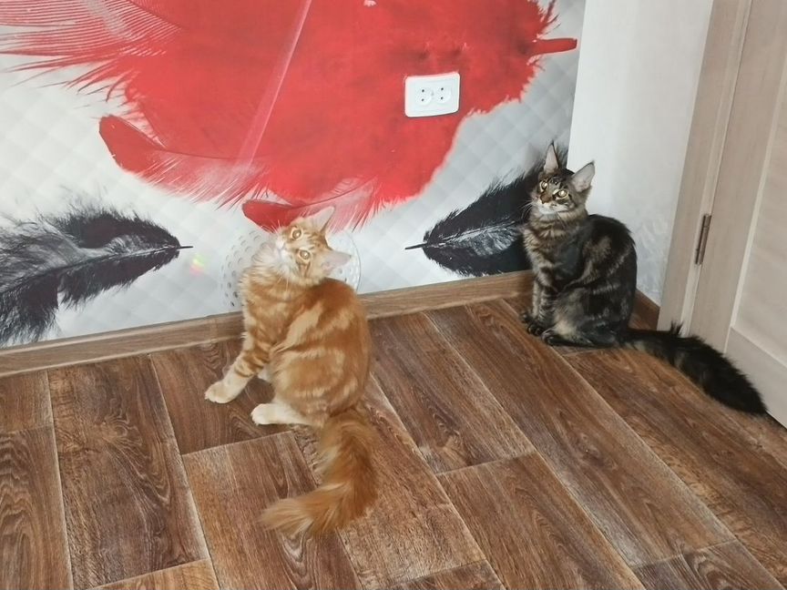Котята мейн-кун