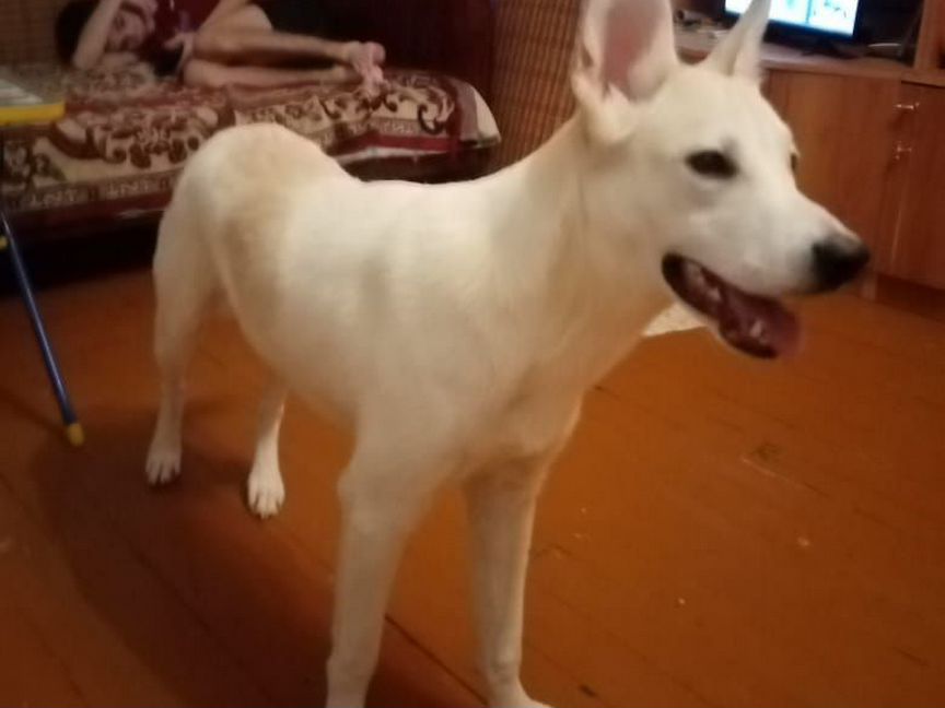 Помесь Лабрадор с авчаркой