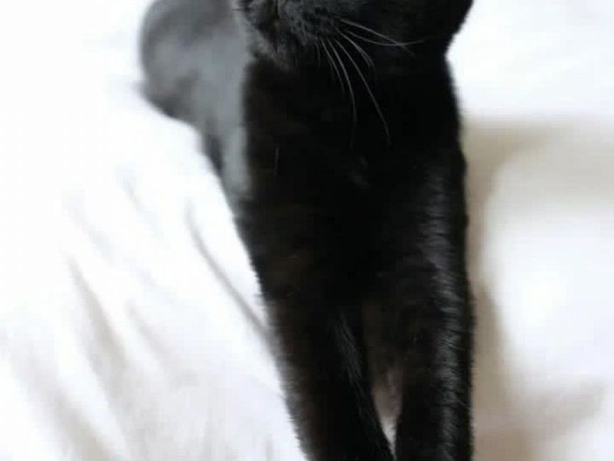 Котик ищет дом