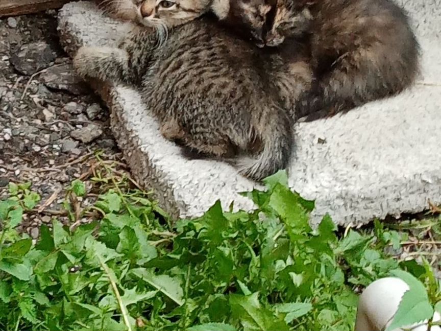 Кошки в добрые руки