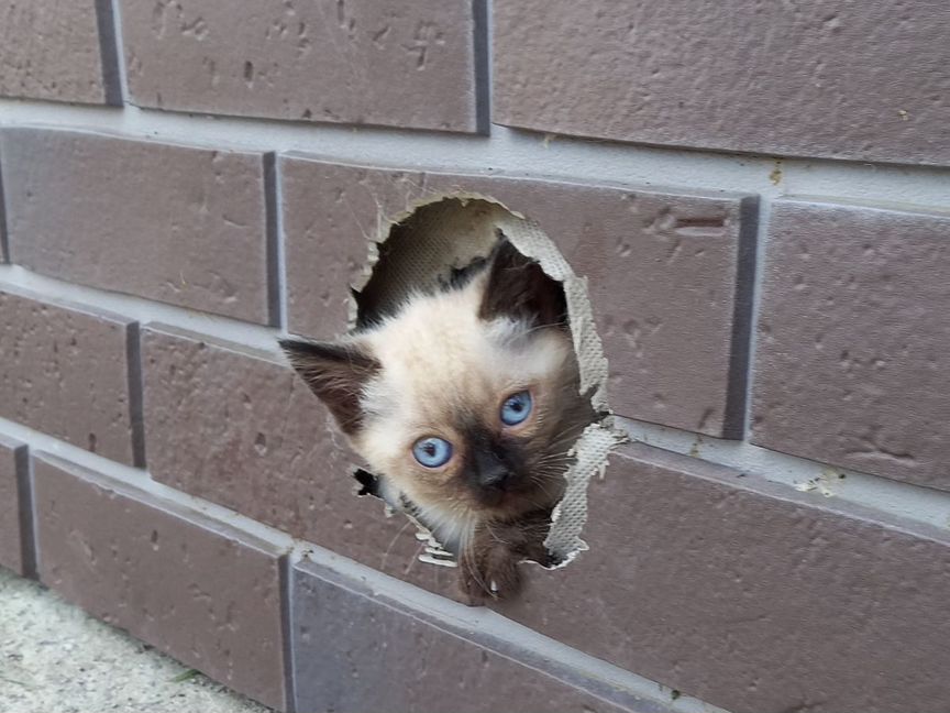 Котята сиамские