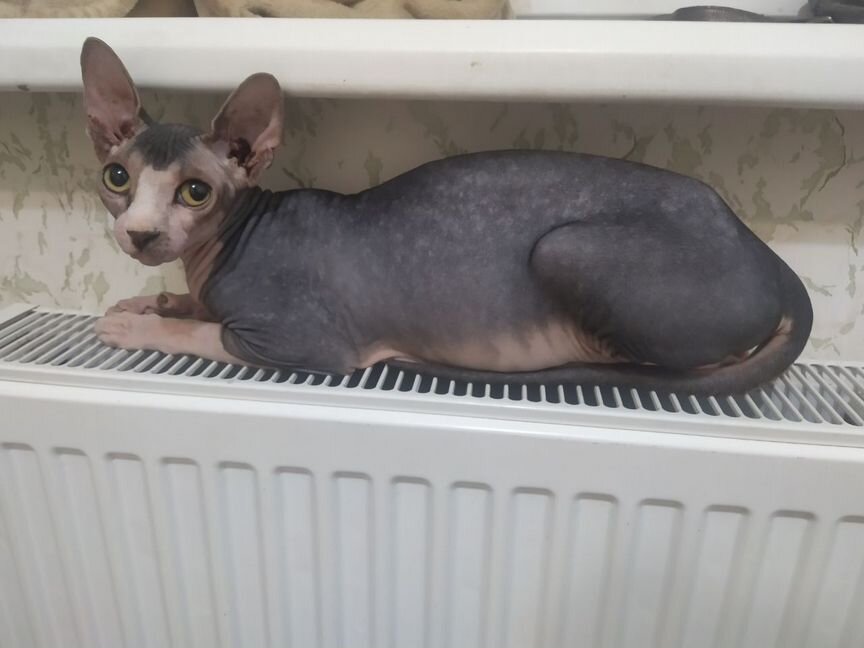 Лысые кошки сфинкс