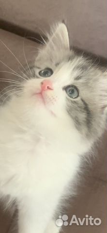 Кот 1.5 месяца