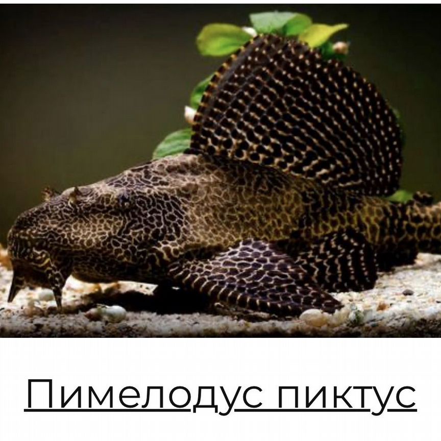 Сом пимелодус пиктус бесплатно