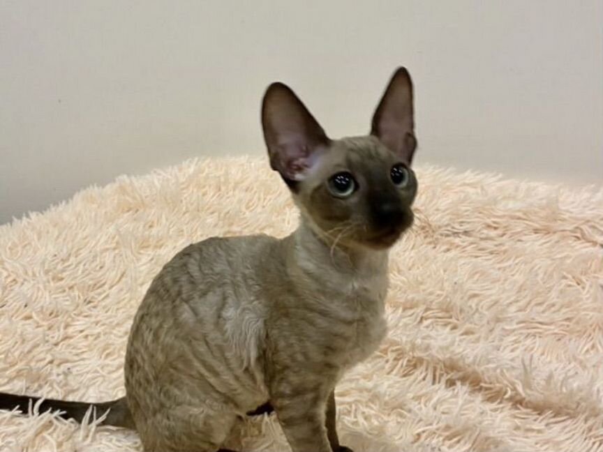 Котята корниш-рекс 3 мес с документами