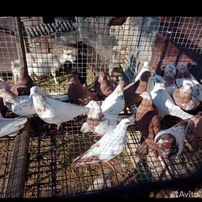 Голуби пакистанцы