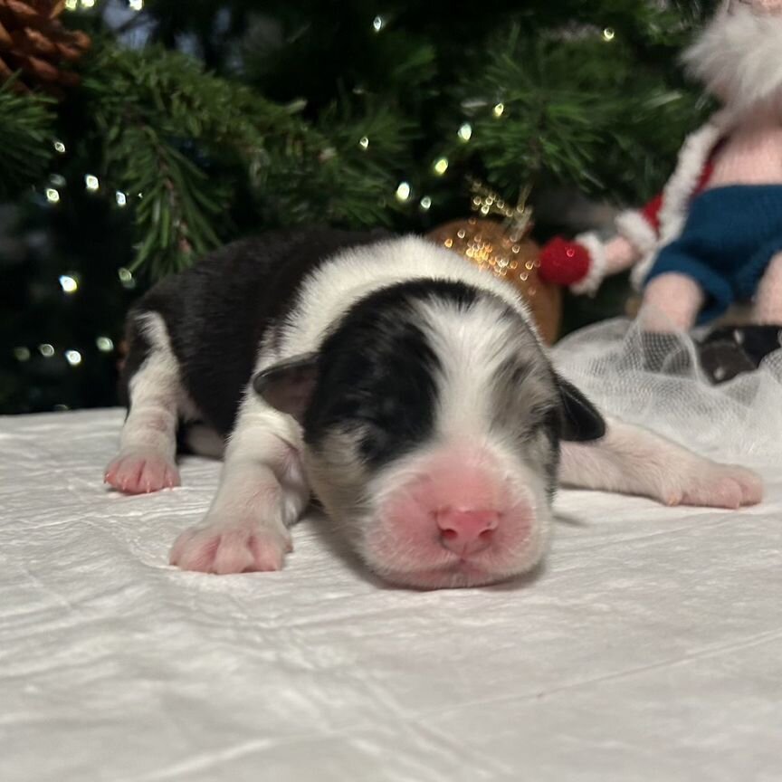 Австралийская овчарка, щенок