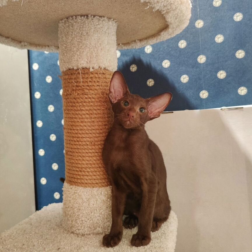 Оринтальный котёнок