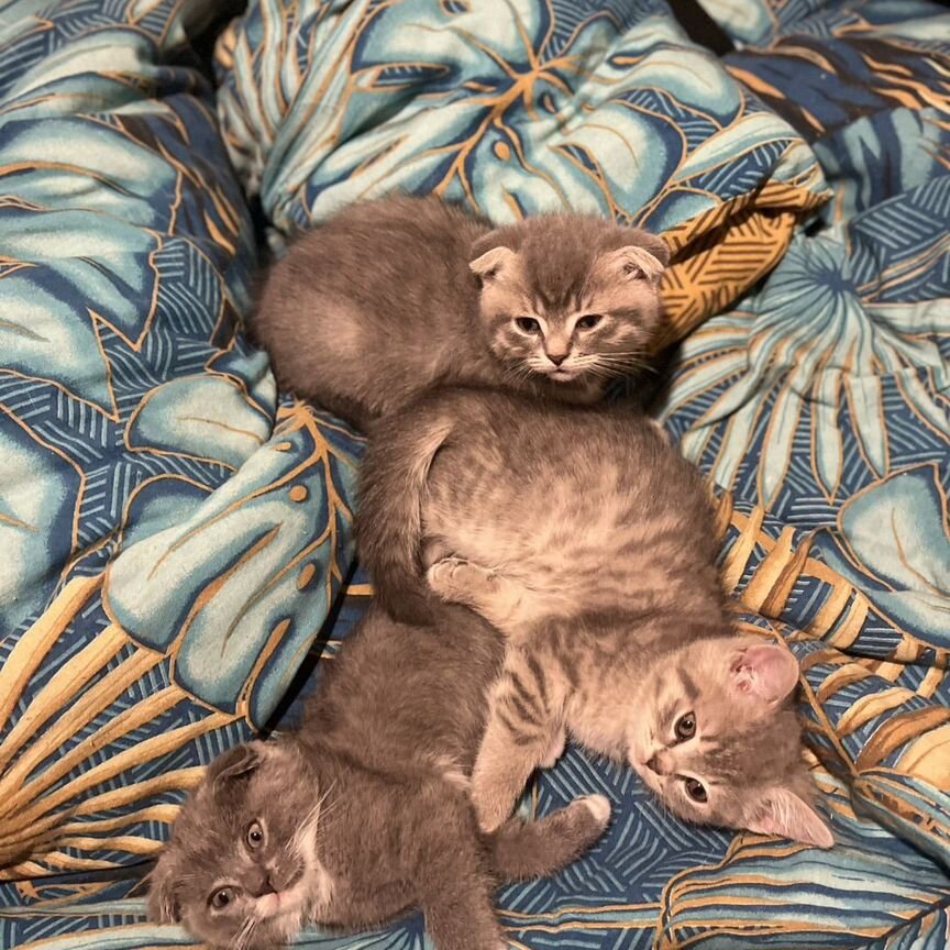 Шотландская