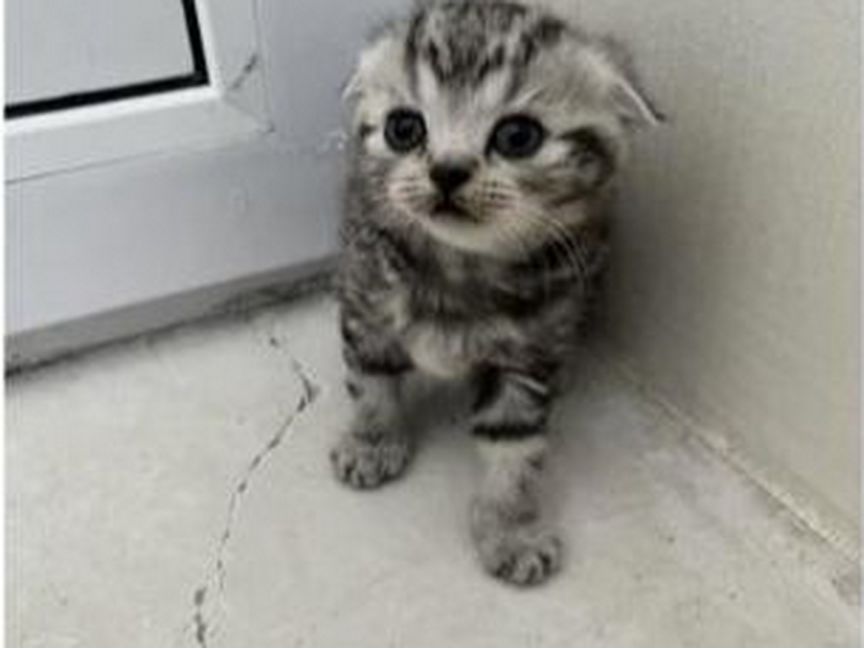 Шотландская вислоухая кошка