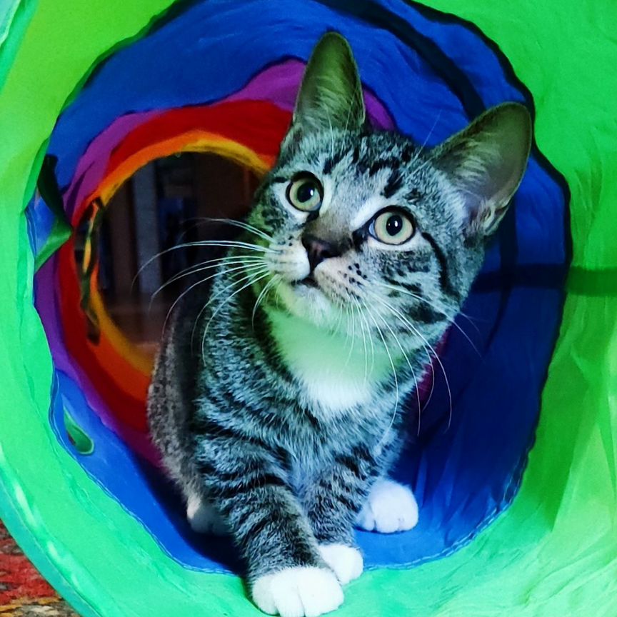 Котёнок в добрые руки