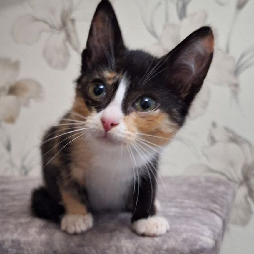 Котенок (девочка)