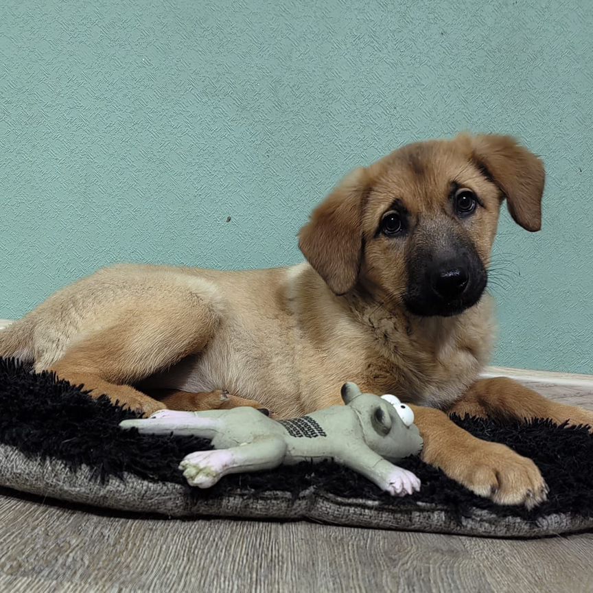 Щенок девочка