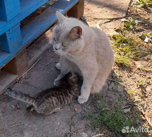 Кошки в добрые руки бесплатно