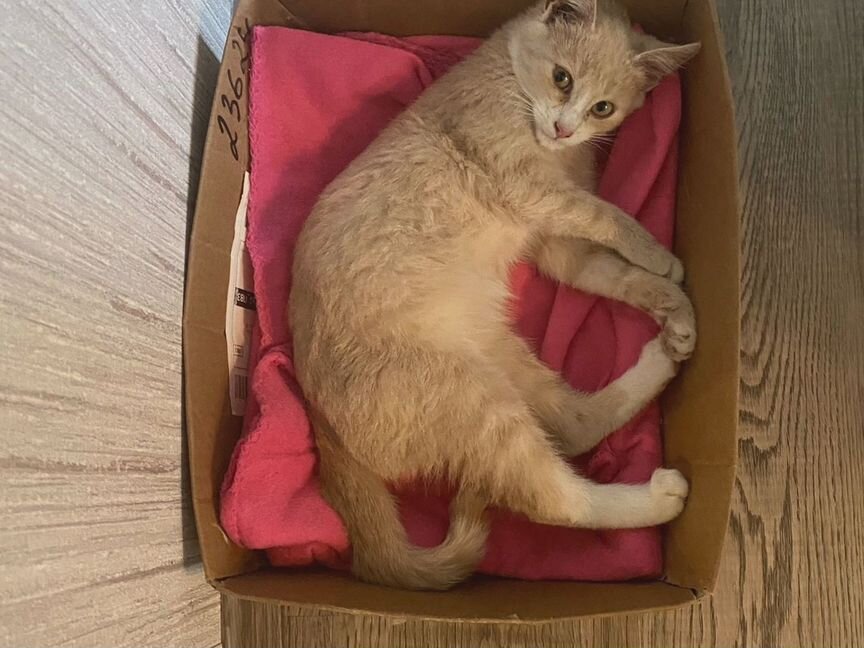 Котенка выкинули.Нужен дом или передержка