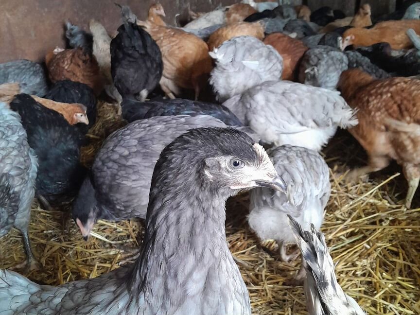 Куры молодки доминант