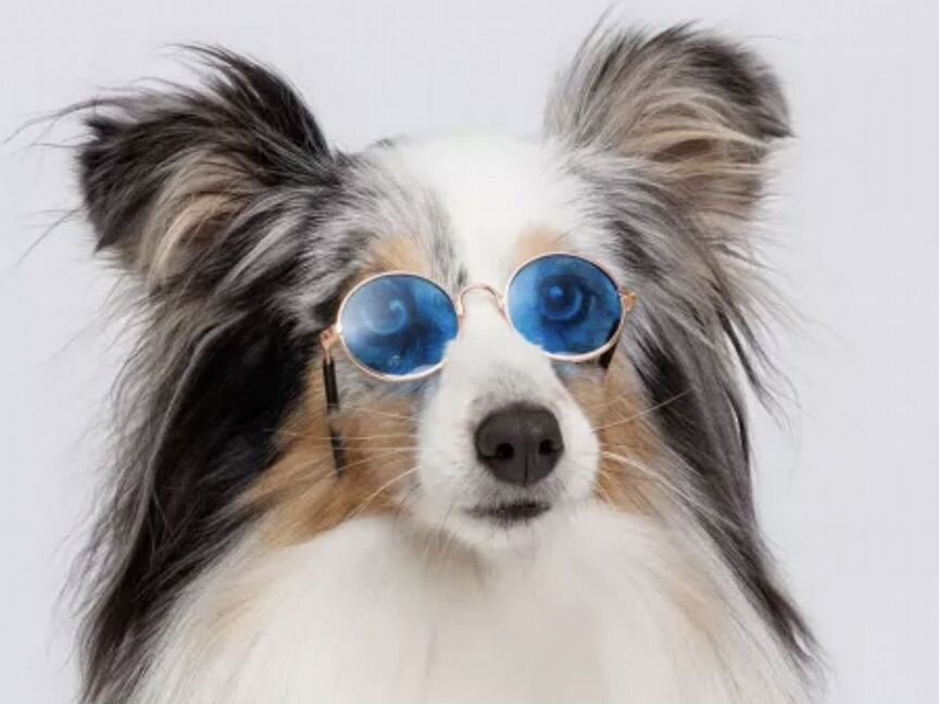 Солнцезащитные очки для вашего питомца