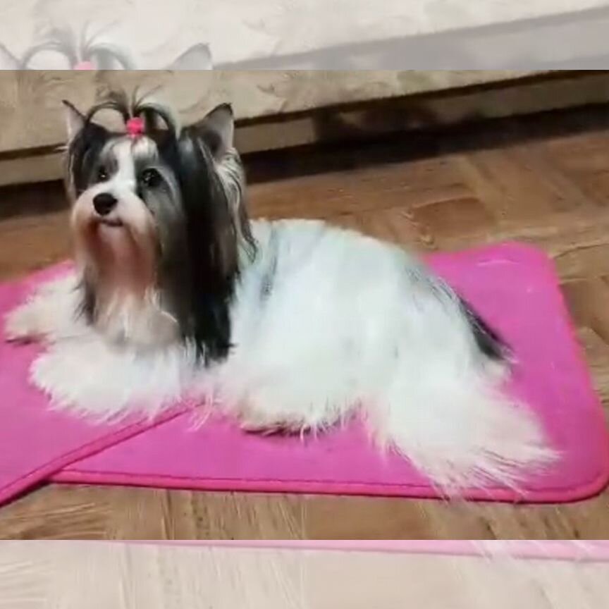 Бивер-йоркширский терьер, взрослая собака